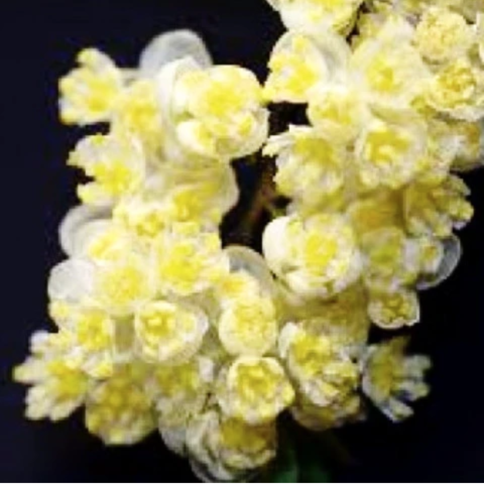 May Chang Essential Oil 10ml – Julie Foster