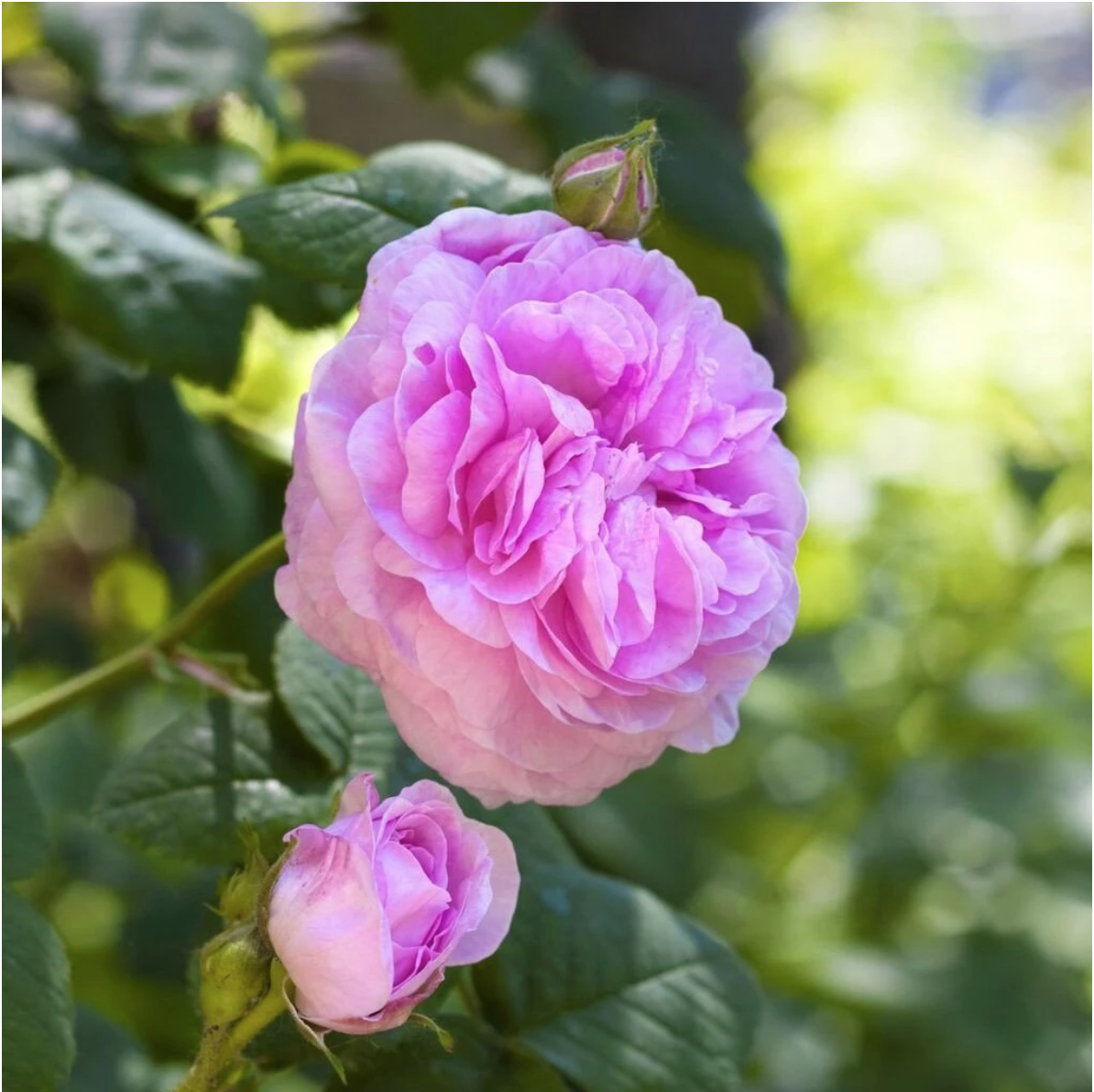 Rose Absolute Essential Oil 10ml – Julie Foster